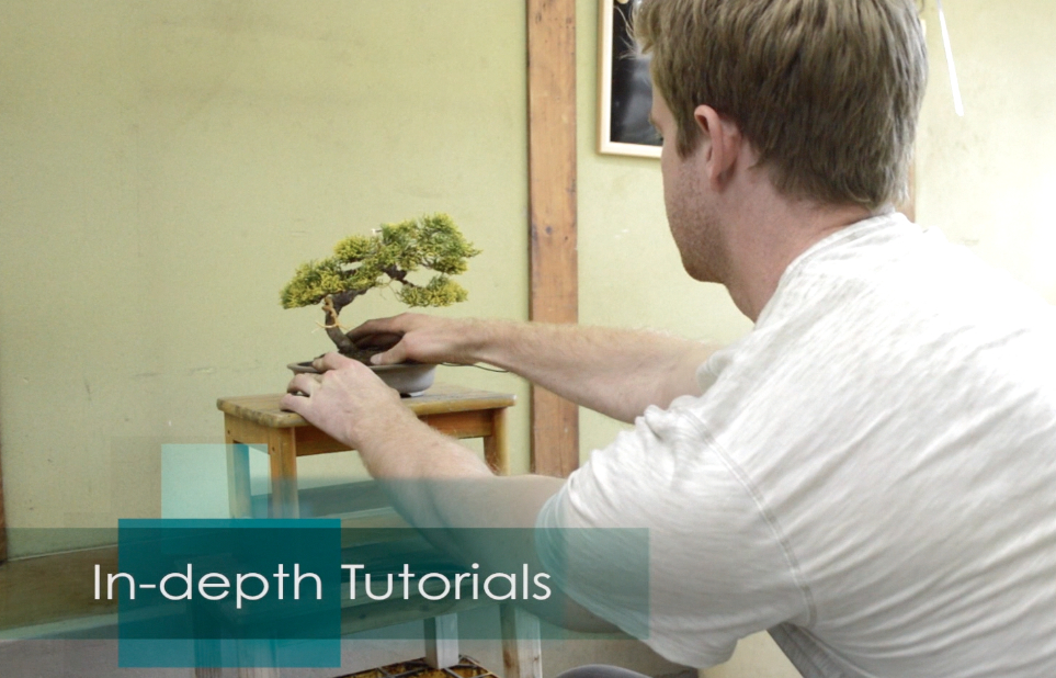 of Bonsai | The Ultimate Online Bonsai Magazine